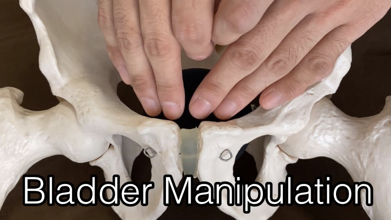 How to do visceral manipulation for bladder - YouTube