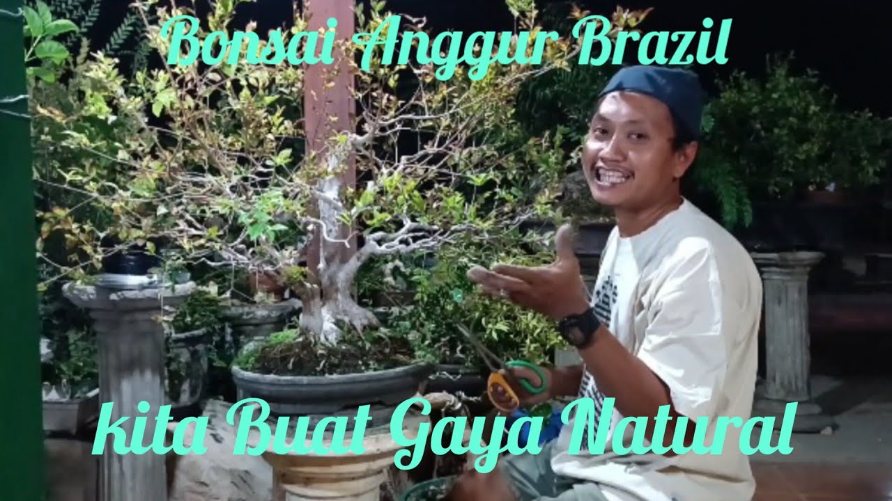 BONSAI KUPA ANGGUR BRAZIL GAYA NATURAL MEMANJANG - YouTube