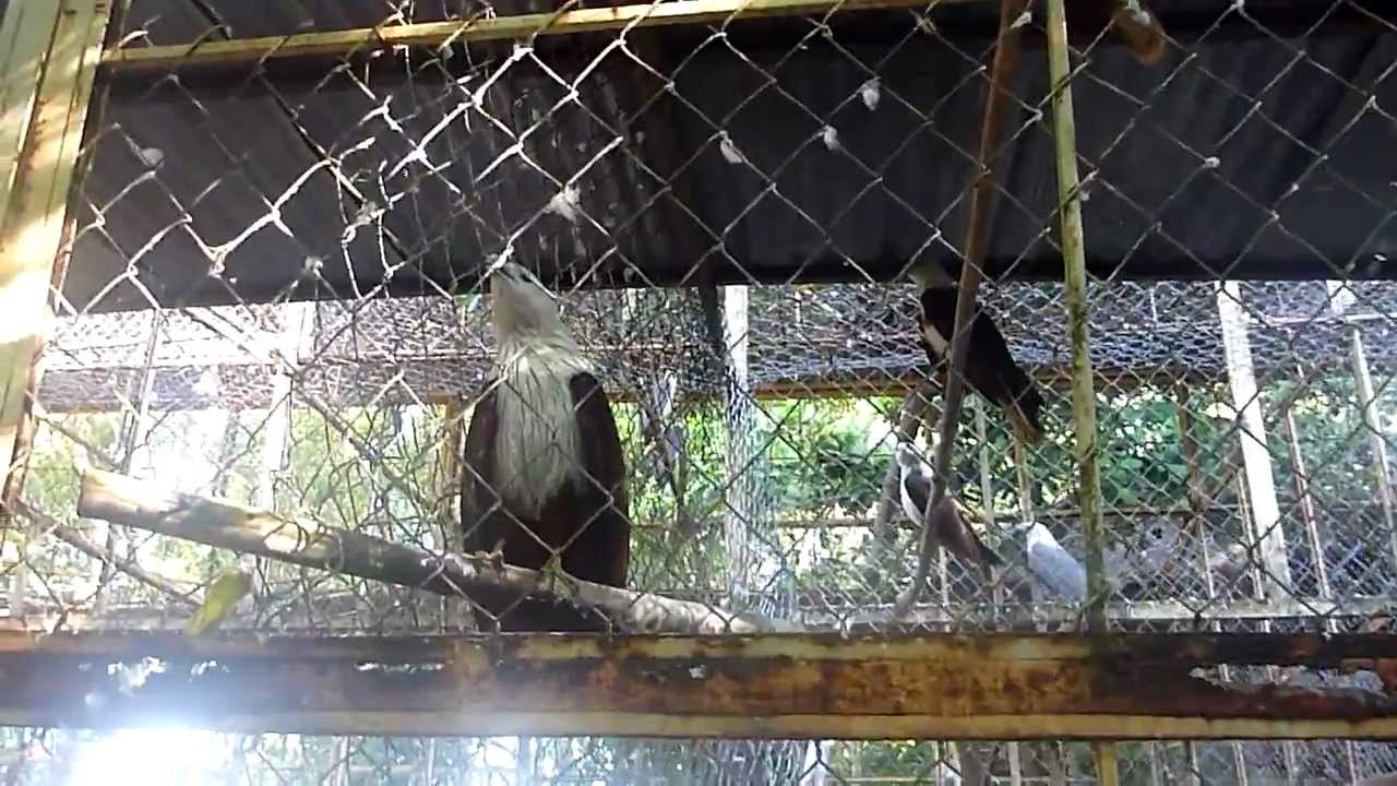 Phu Quoc Island Rare Native Sea Eagles - YouTube