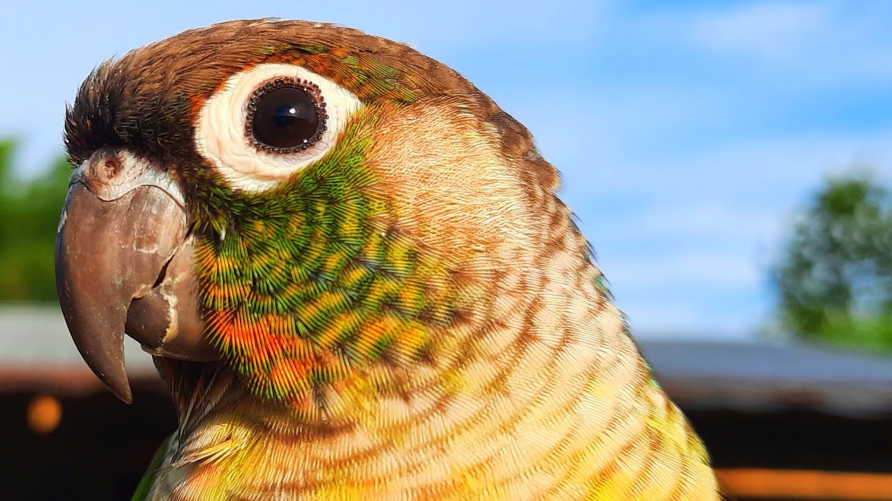 Hello, today I come to sing for you / green cheek conure Yellow Sided ...