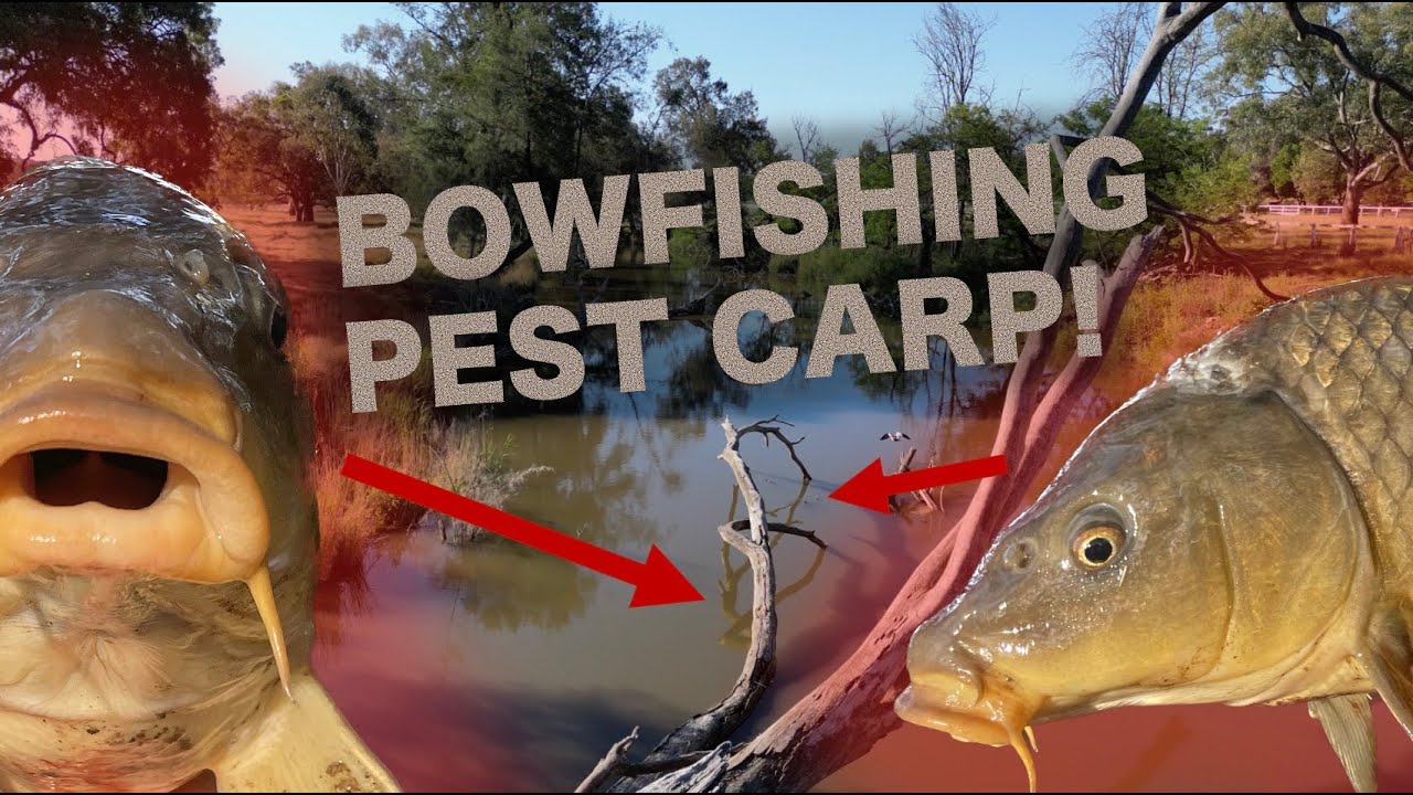 Nailing Pest Carp from the Riverbank! Can Bowfishing make a Difference ...