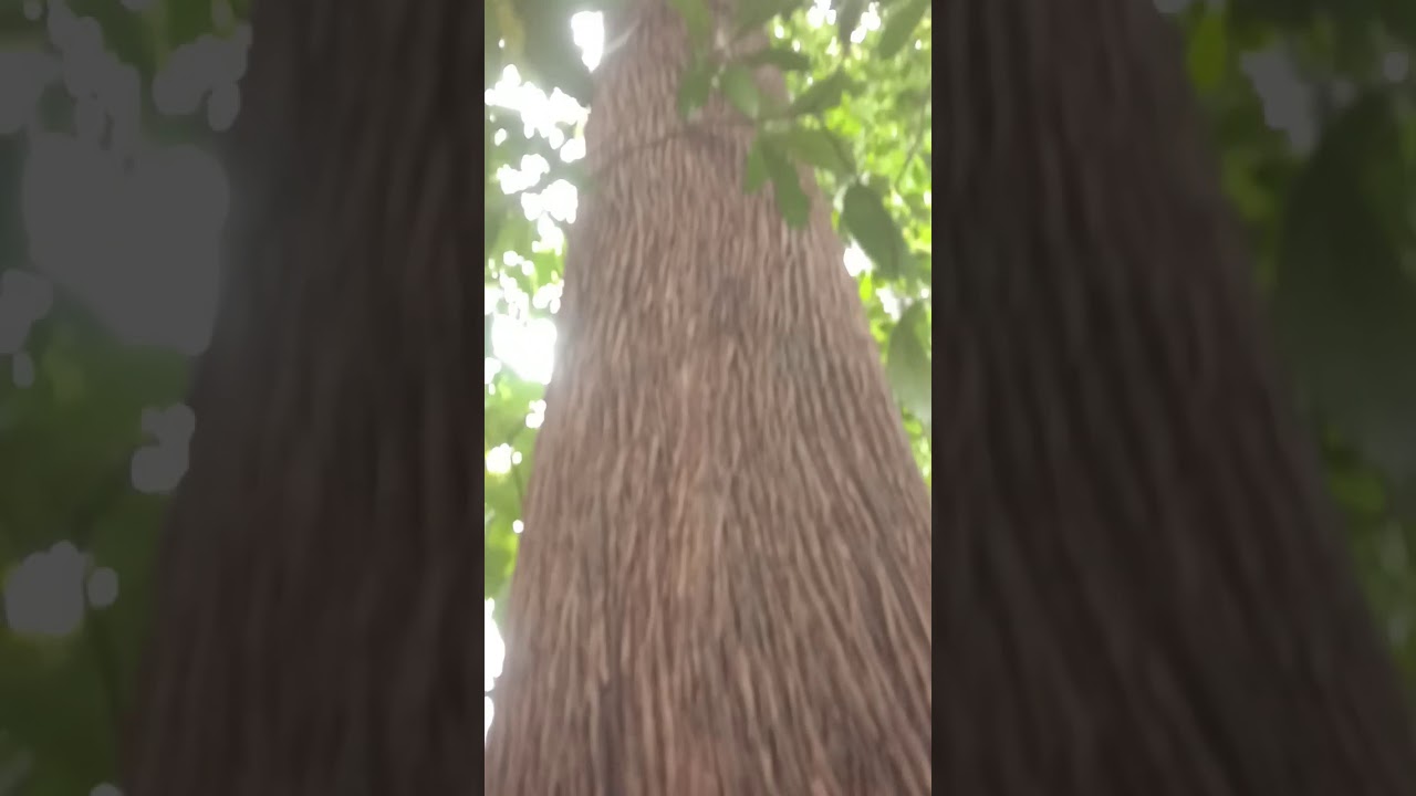 pohon tembesu - YouTube