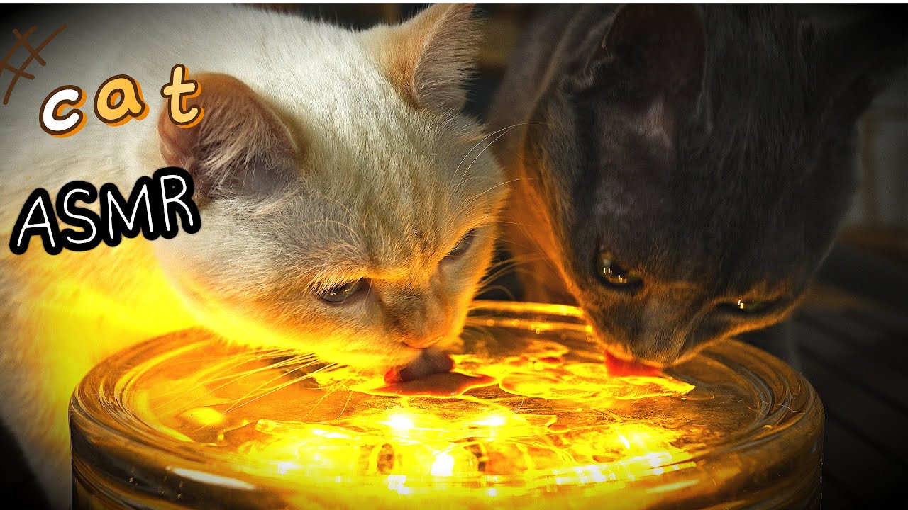 CAT ASMR 😾| Gold churu Cat Eating Sounds with Kitten ASMR (Must Watch ...