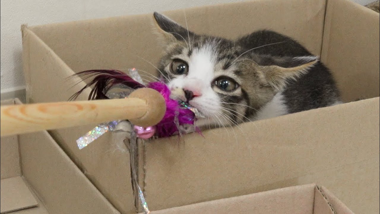 The Rescued Kitten Growls Cutely While Hunting │ Episode.37 - YouTube