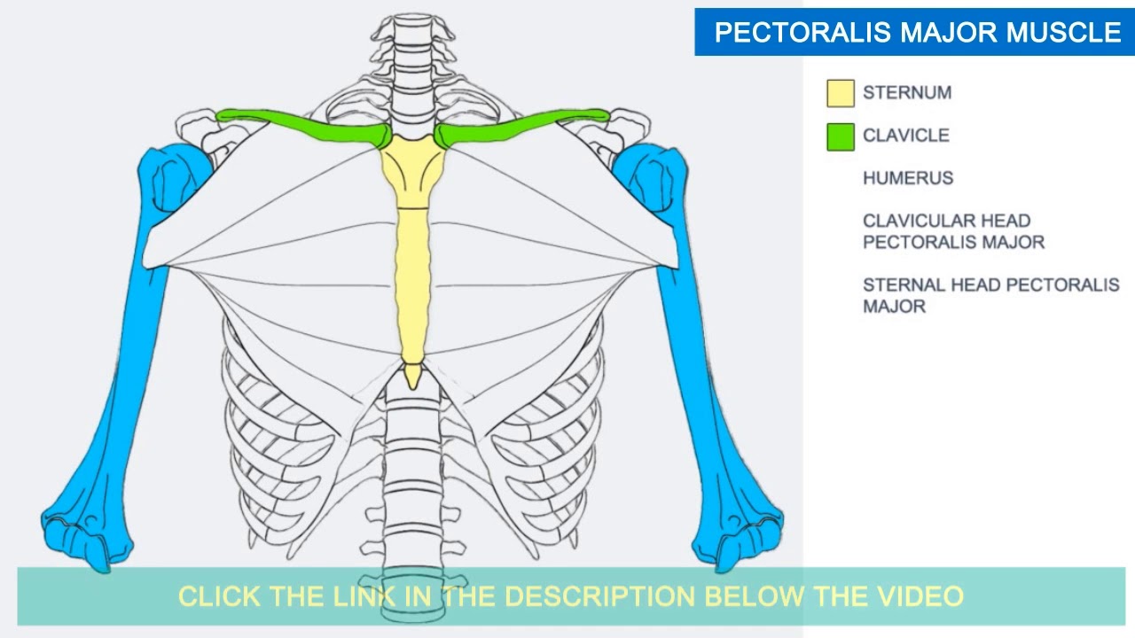 Pectoralis Major Location And Action | Pectoral mayor ubicación y ...