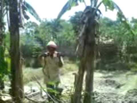 Mas Yanto dapat belut dikolam kering tak berair