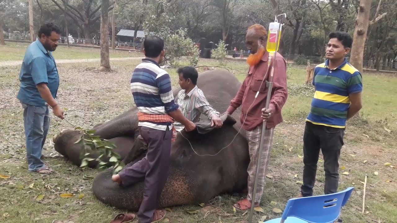 Elephant Fluid Therapy - YouTube