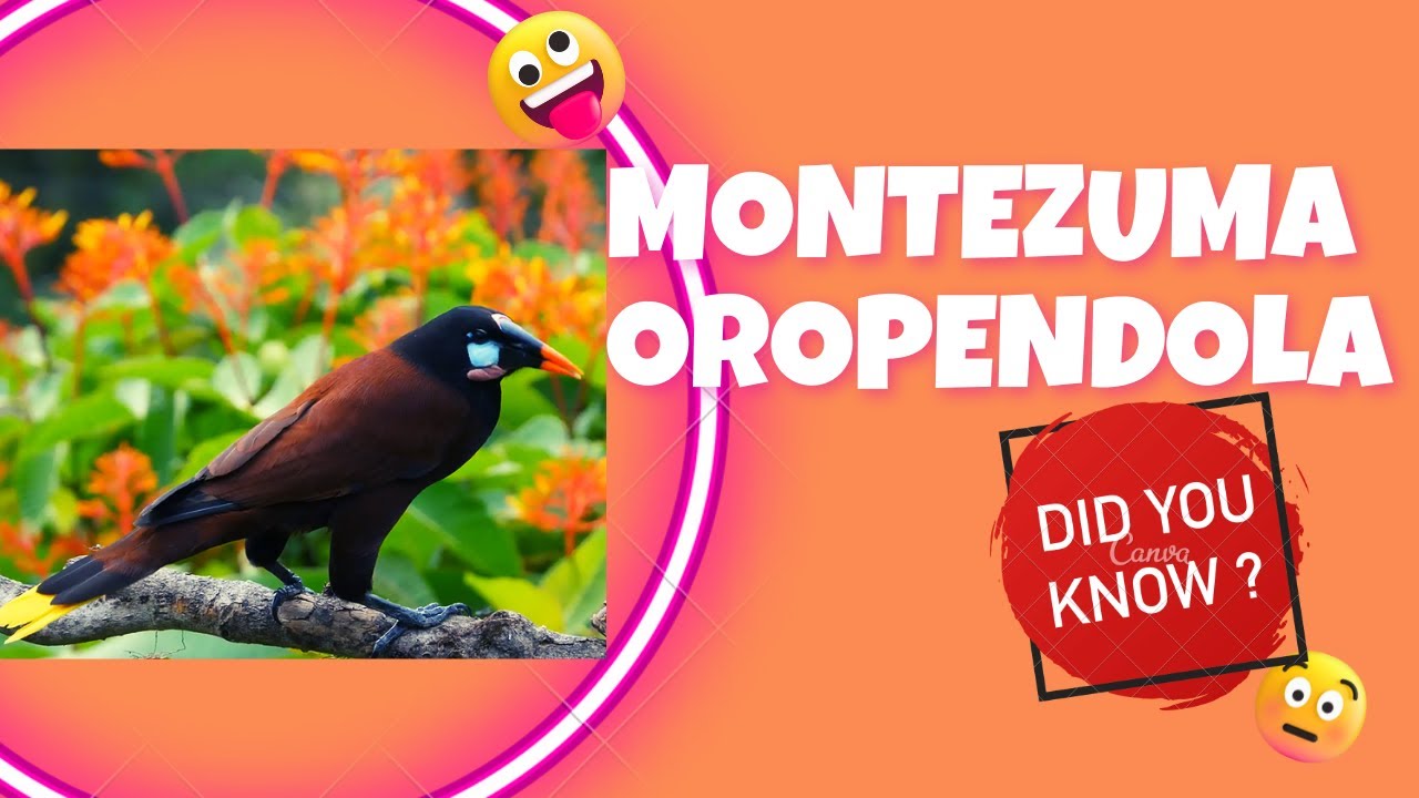 Montezuma Oropendola facts 🦜 calling sound 🎼 - YouTube
