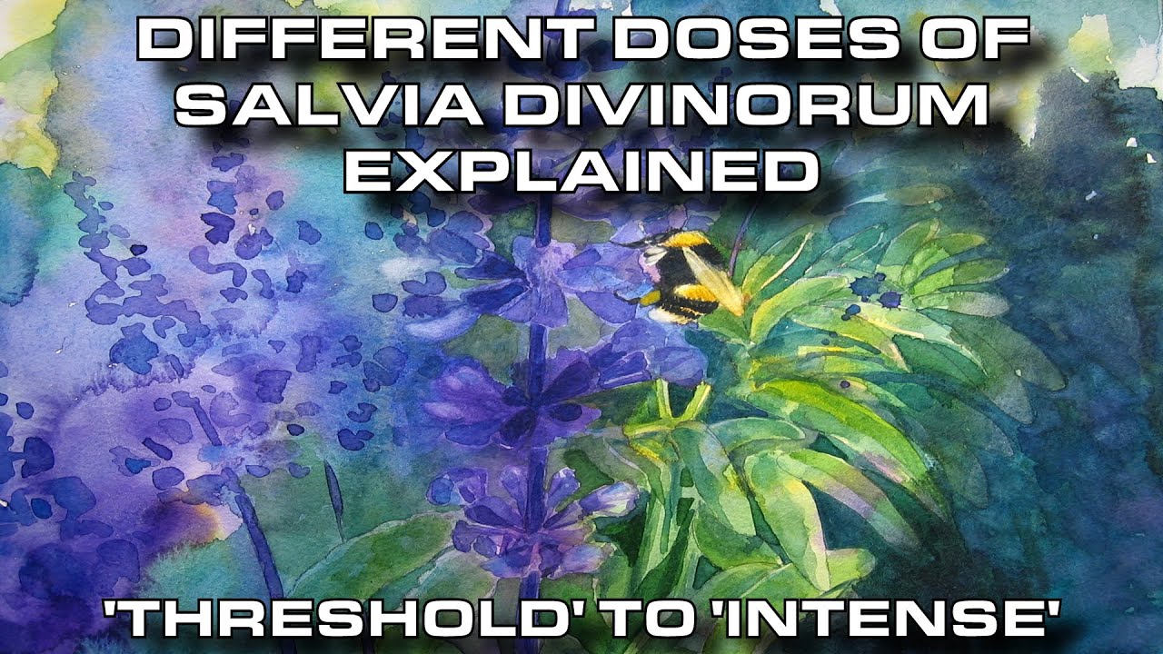 A Realistic Explanation of Salvia’s Effects - YouTube