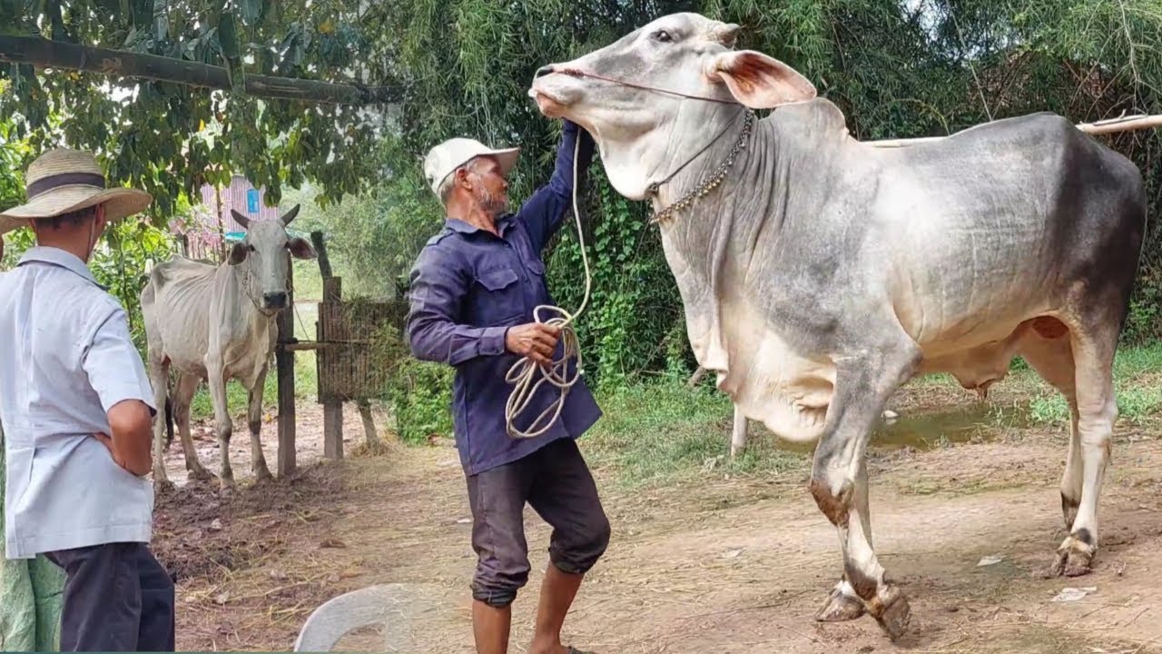 Top bull ,To meet cow breeding - YouTube