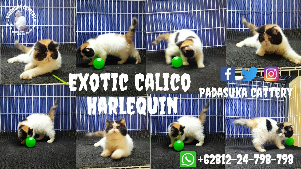 Calico Exotic Harlequin 😍 - YouTube