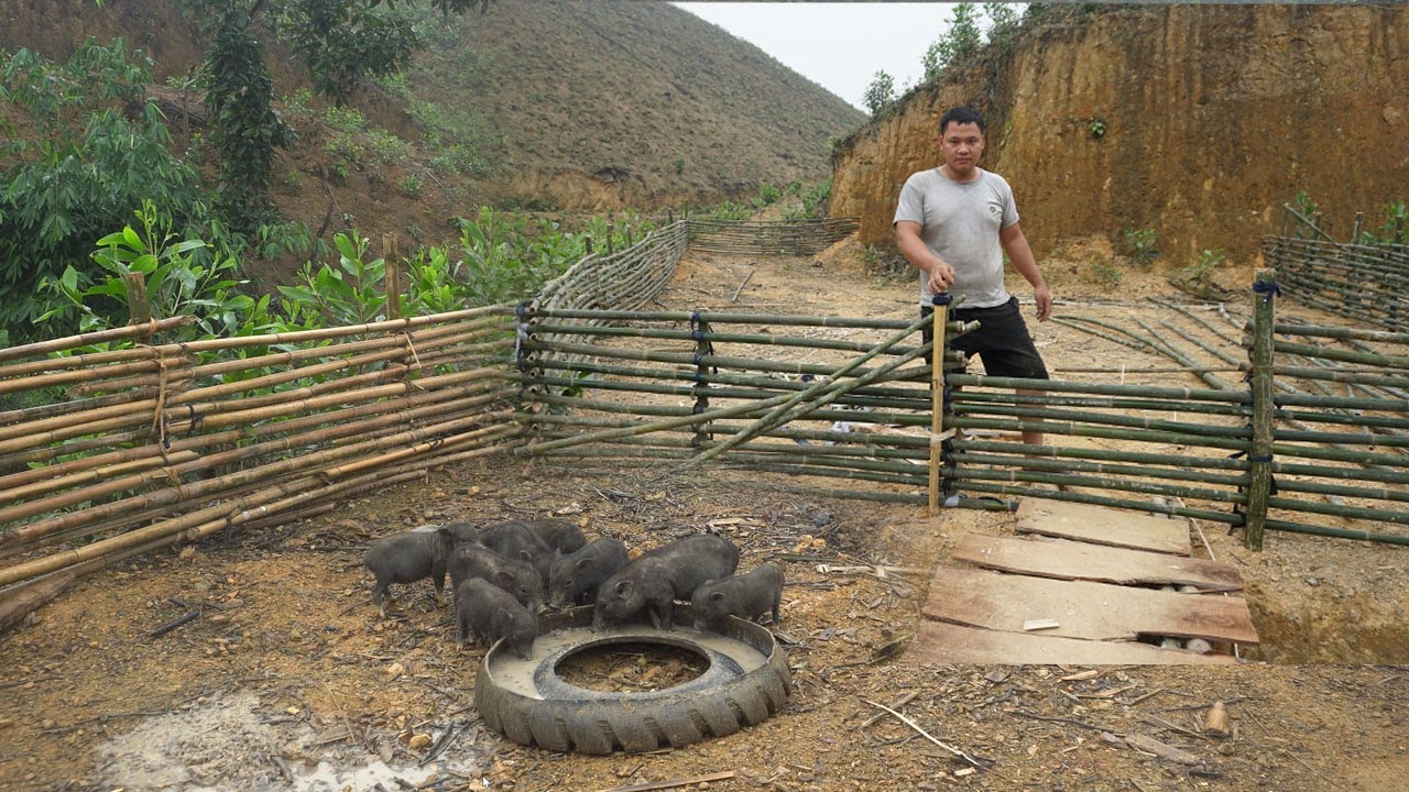 Build a bamboo fence to raise pigs - Primitive skills transporting pigs ...