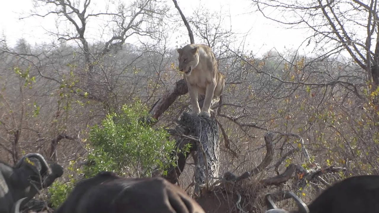 PRIDE OF LIONS DEFEATED BY BUFFALO! - YouTube