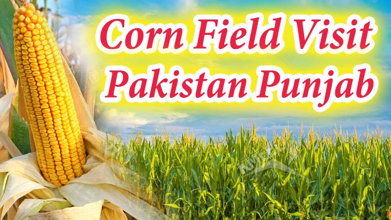 A Visit To Corn Field Visit | مکئی کا کھیت | Punjab Culture | Pakistan ...