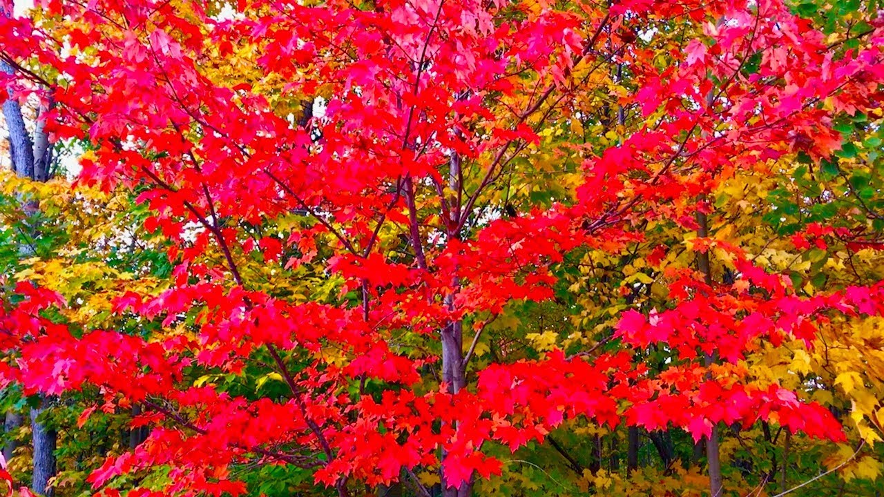 LEARN COLORS ️ Nature ️ Kids Love Trees - Maple 🍁 leaves 🍃 Family Vlog ...