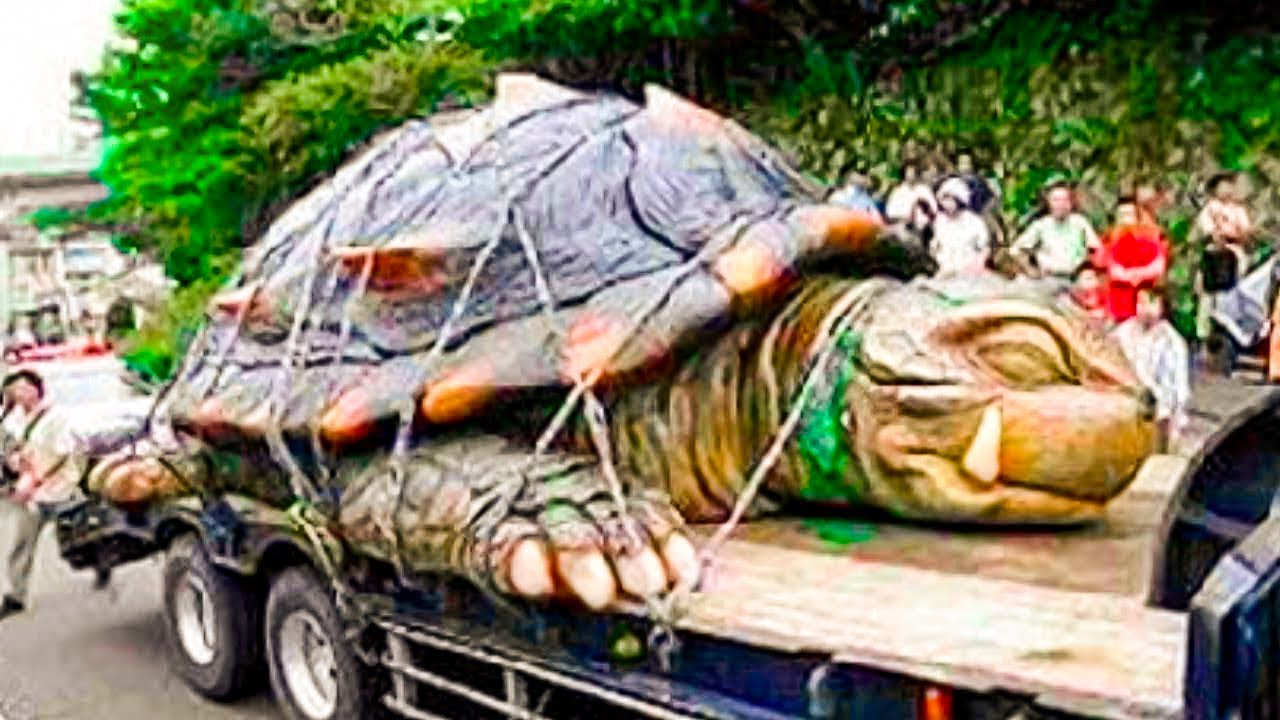 These Strange Creatures Have Been Locked Away for Years, Here's WHY ...