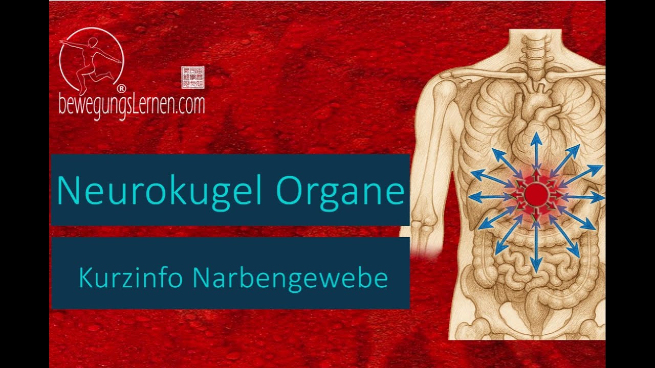 Kurzinfo Narbengewebe Organe Neurokugel - YouTube