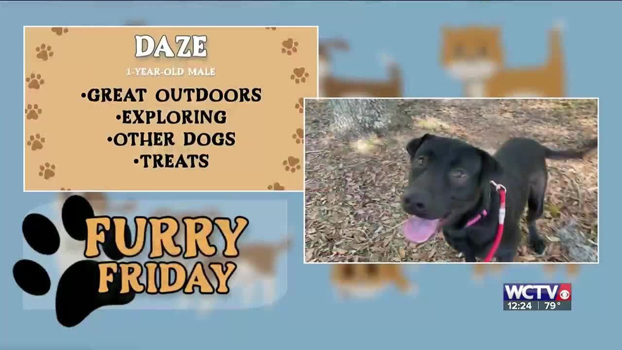 Furry Friday: Meet Daze - YouTube