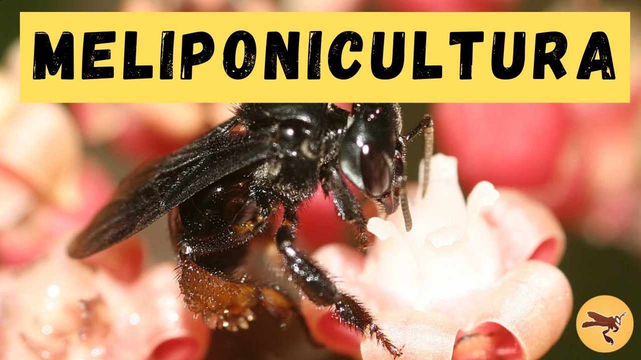 Meliponicultura O Que é - RETOEDU