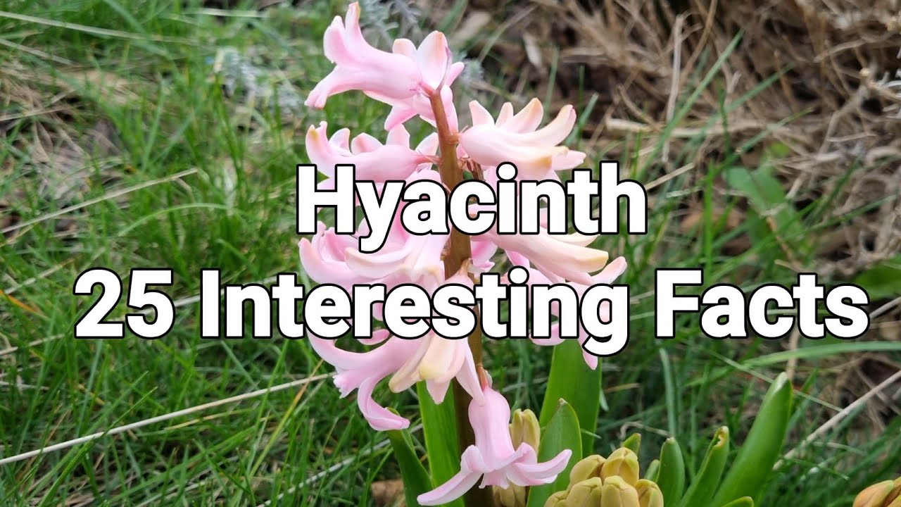 Hyacinth 25 Interesting Facts - YouTube