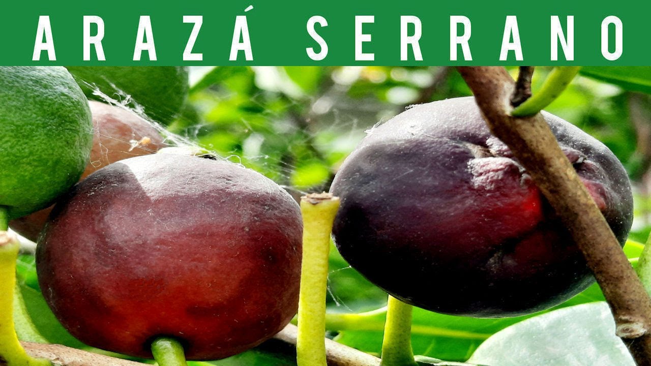 🔴ARAZÁ SERRANO-ÁRBOLES FRUTALES (ARAÇÁ, GUAYABA, GOIABA) (PSIDIUM ...