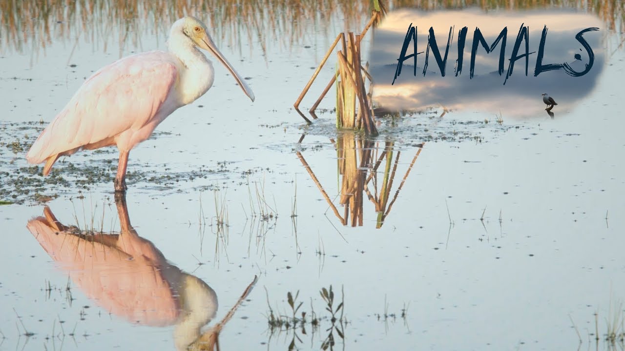 Pink Swamp Colpica in the wild.Animals Of The World.Domestic and Wild ...