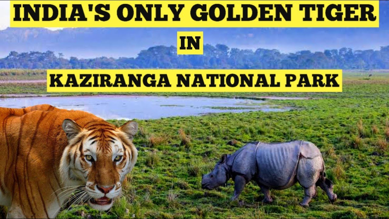 INDIA ONLY GOLDEN TIGER ! REAL STORY OF GOLDEN TIGER WHY CHANGE IN ...