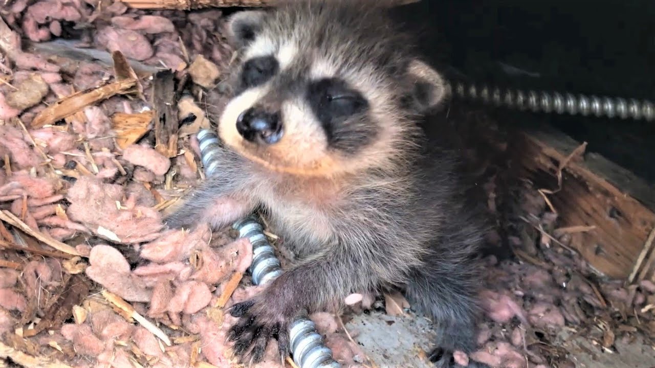 Baby Raccoons born in the attic after mother raccoon ripped a hole ...