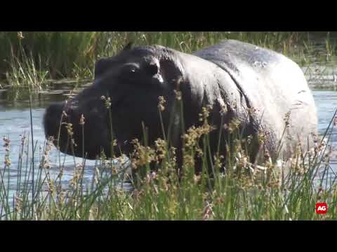 Hippo in the Okavango Delta, Botswana