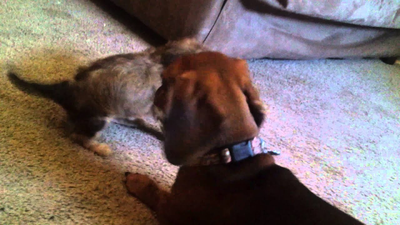 Dog fight weiner vs. Baby Chihuahua - YouTube