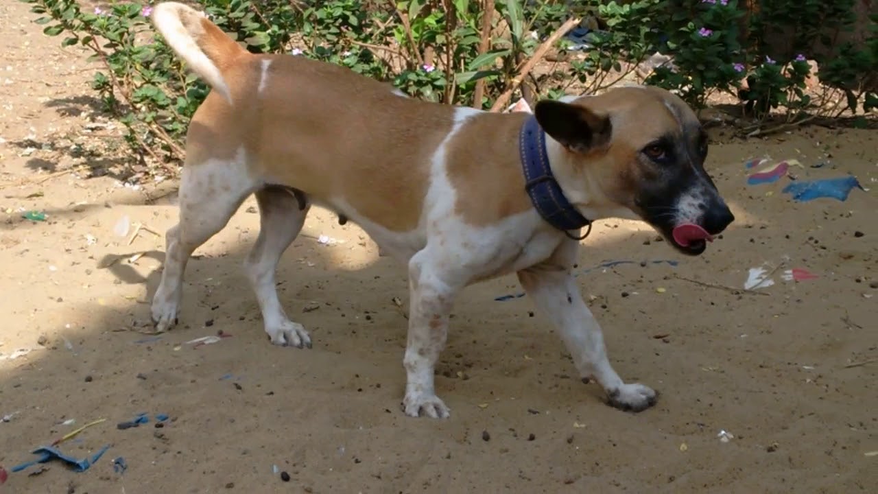 kattai dog alias kattakal dog 9 - YouTube