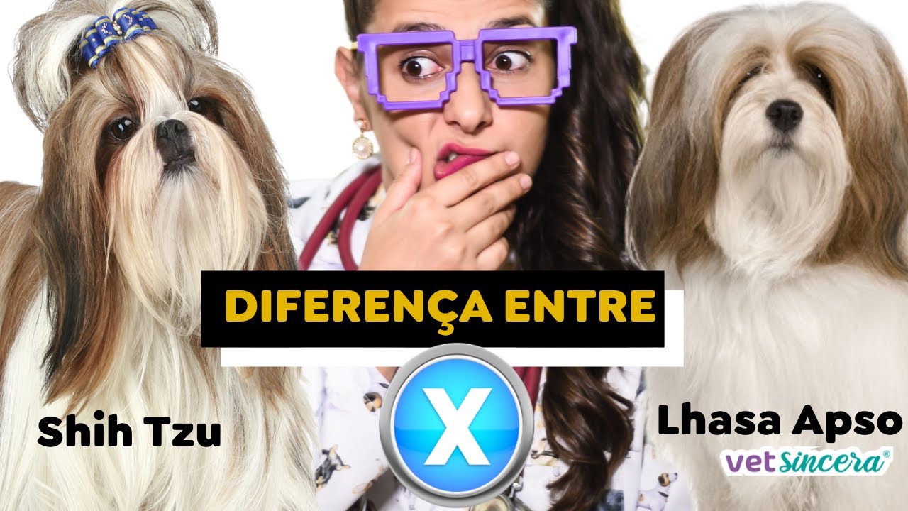 Lhasa Apso Ou Shih Tzu Aprenda A Diferenciar As Duas Raças De Cães