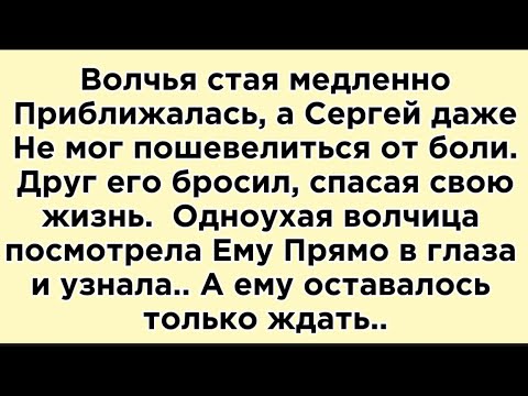 Они смотрели друг другу прямо в глаза…🥶Одноухая волчица.. - YouTube