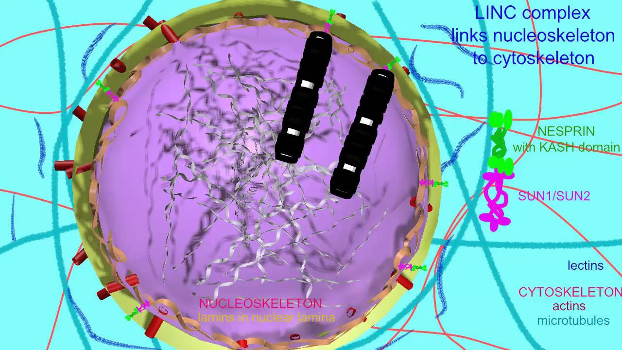 LINC COMPLEX - YouTube