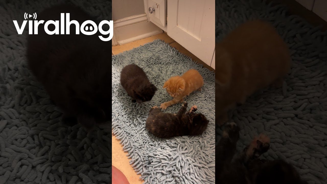Clumsy Kittens Kick In Lower Case || ViralHog - YouTube
