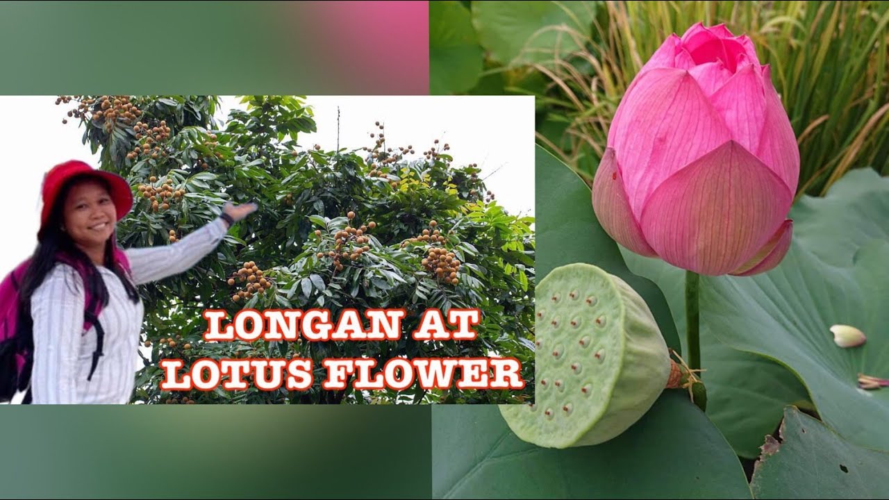 LONGAN AND LOTUS FLOWER (lotus flower) Evangeline Soloria - YouTube