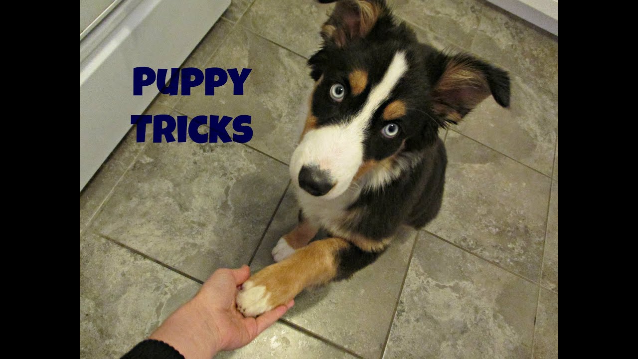 Australian Shepherd Puppy Tricks - 4 Months Old - YouTube