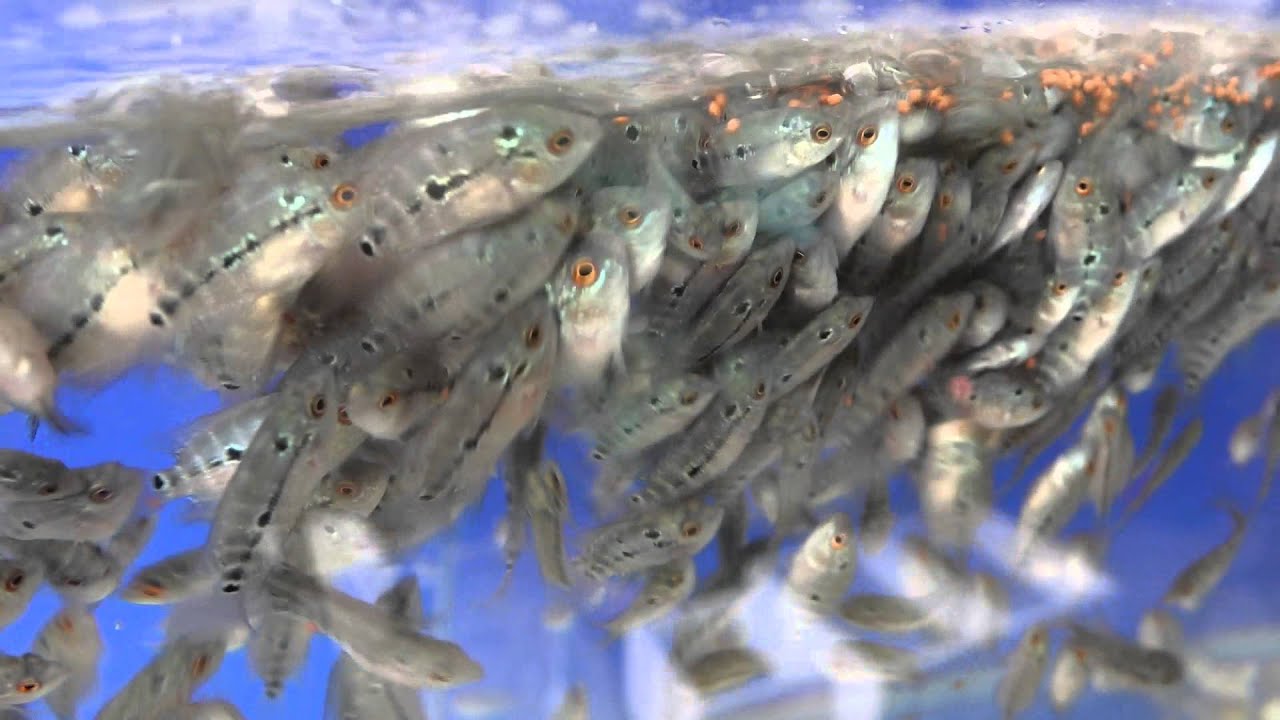 红马骝 花罗汉 鱼苗 - Red Malau Flowerhorn 28-08-15 - YouTube