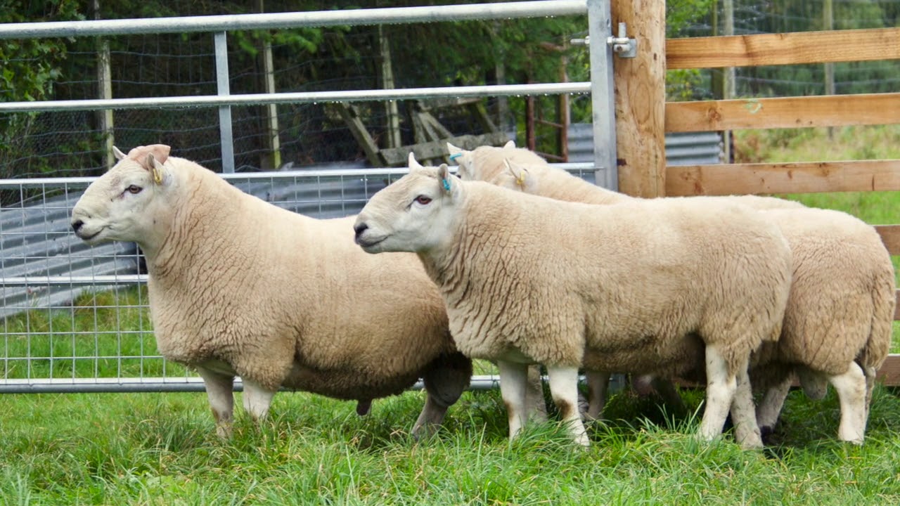 North Tup Tour 2017 - YouTube