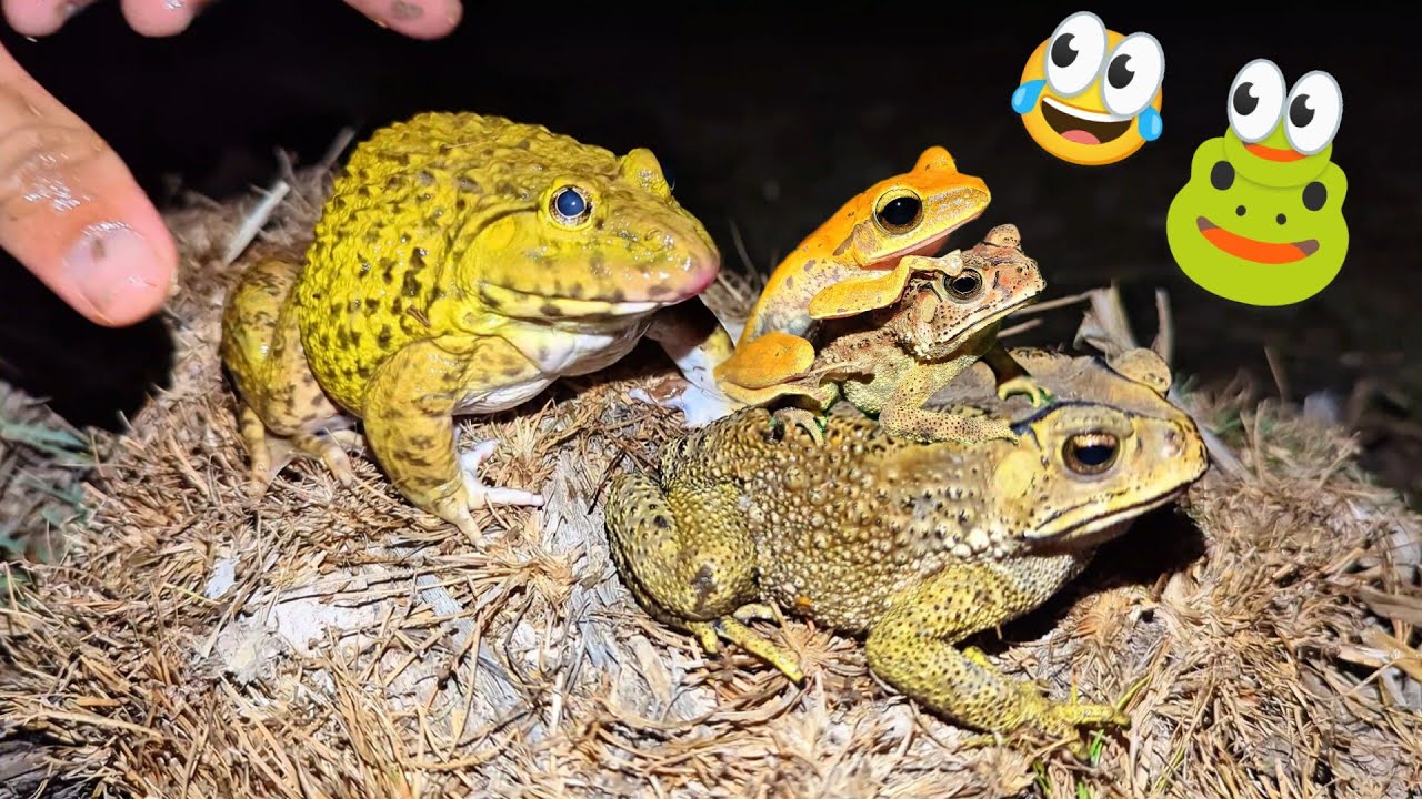 Catch frog funny real minecraft | catch frogs funny and toads funny ...