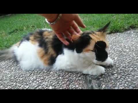 Meet my cat, Freestyle #free #cats #beautifulcat - YouTube