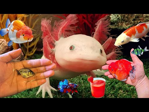 Beautiful Fancy Axolotl, Luxury Japan KOI, Top Grade Goldfish, Giant ...