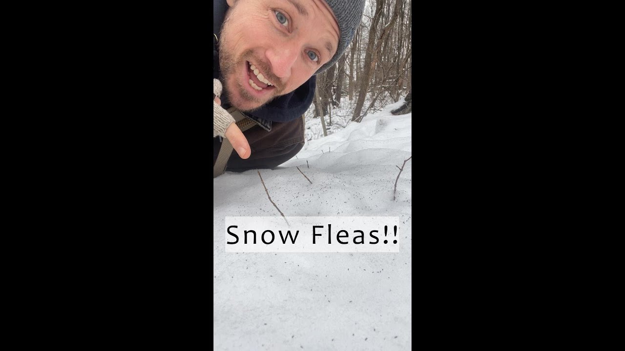 Snow Fleas! - YouTube