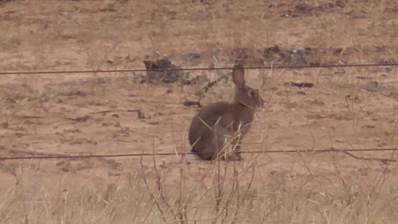 A few head shot Bunnies with the .22Magnum. - YouTube