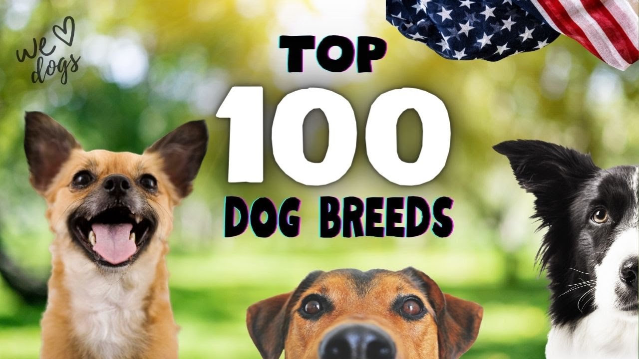 Top 100 Dog Breeds in the US - YouTube