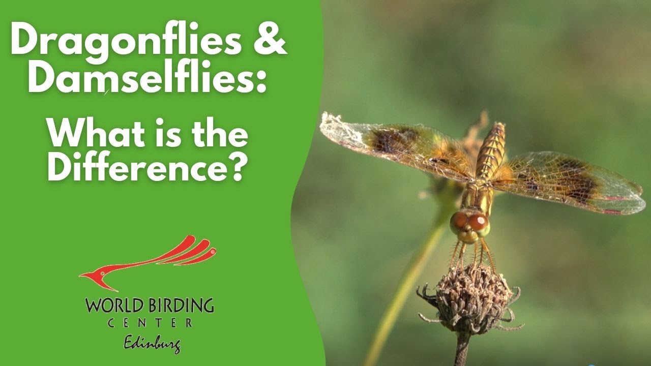 What Is The Difference Between Dragonfly And Damselfly Nature's