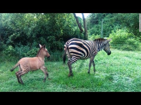 It's a zonkey! Zebra gives birth to rare baby after mating with a ...