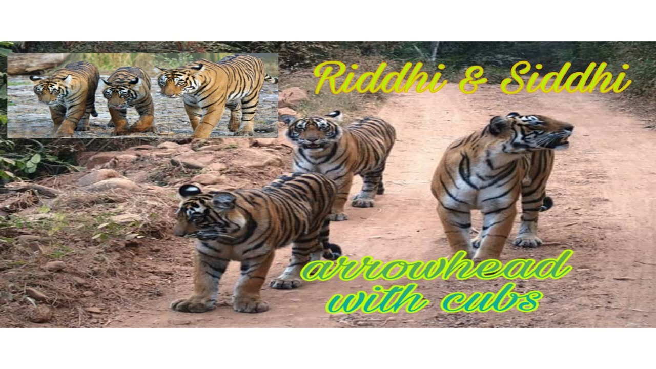 Tiger Sighting at sunrise time in ranthambore national park | Arrowhead ...