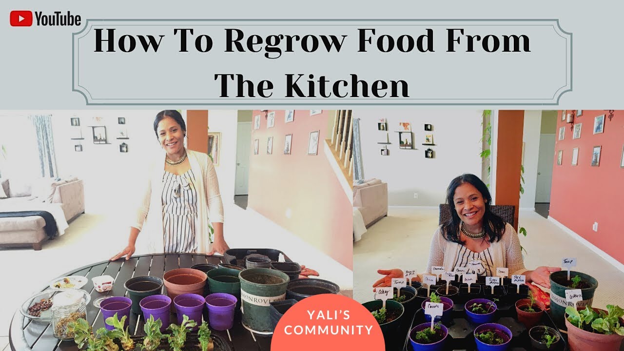 How To Regrow Food From The Kitchen (Regrow Scraps & Herbs) - YouTube