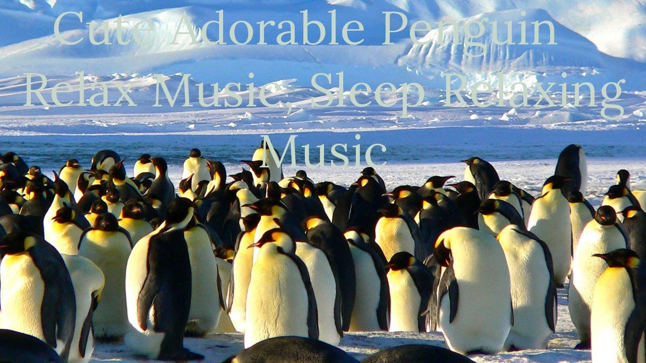 Cute Adorable Penguin - Relax Music, Sleep Relaxing Music, Satisfying ...